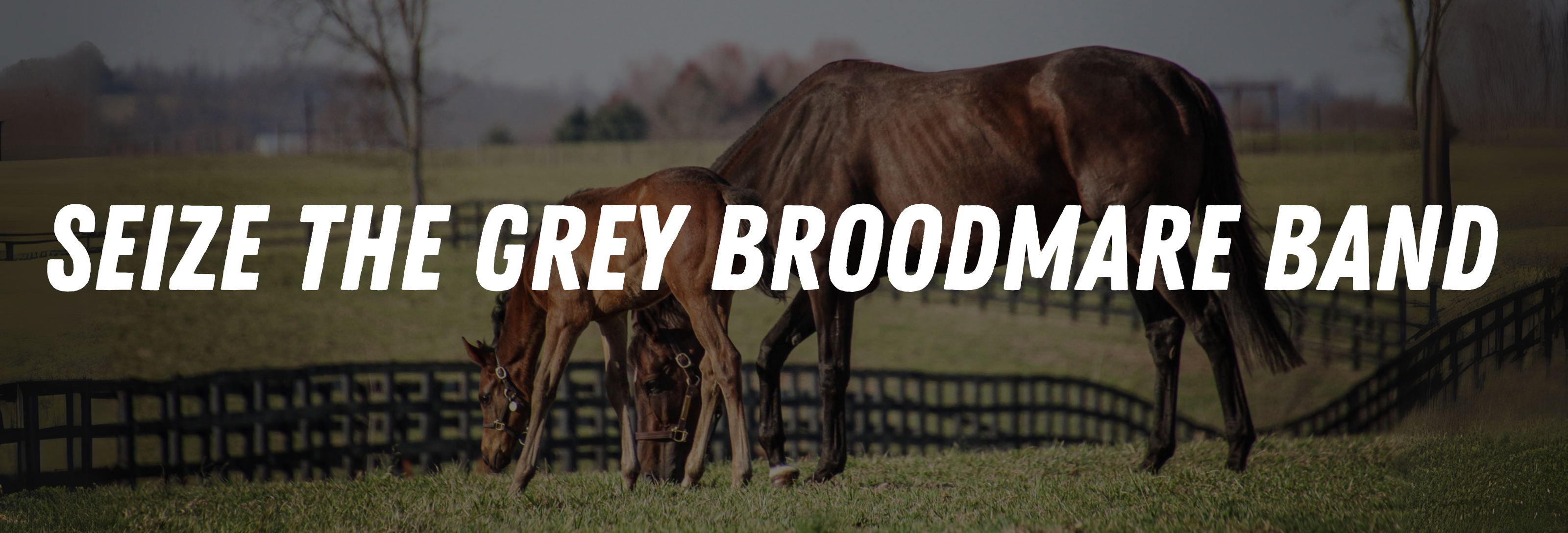 STG Broodmare Band Bundle 2 – MyRacehorse Shop
