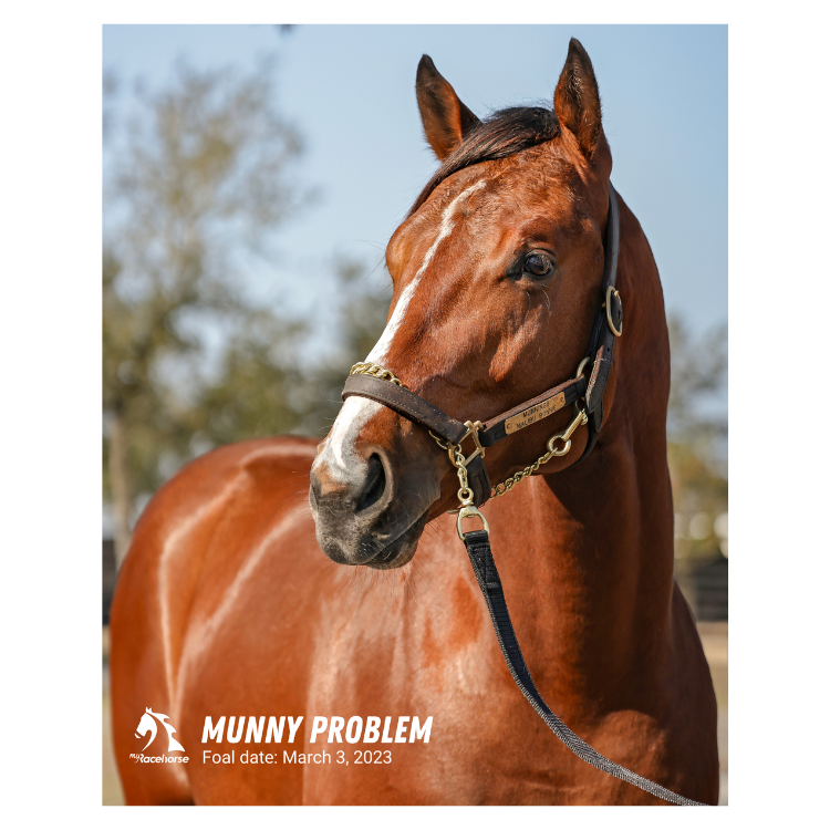 Munny Problem Portrait Photo – MyRacehorse Shop