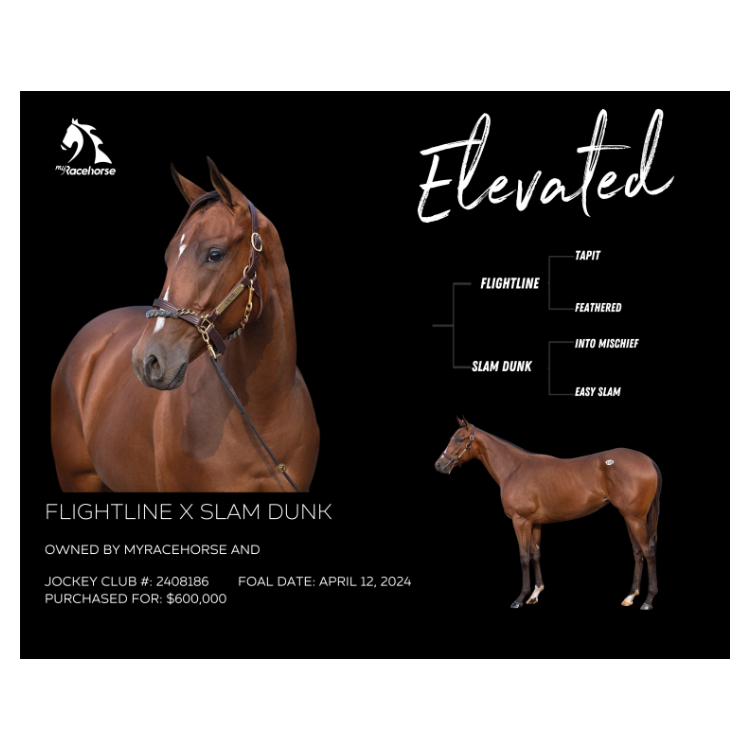 Elevated Owner Photo – MyRacehorse Shop
