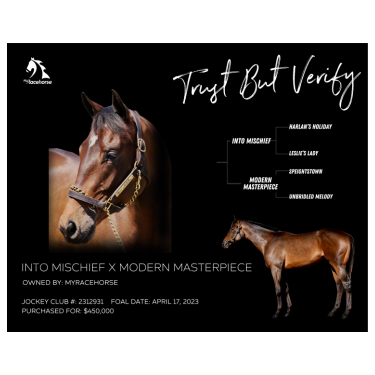 Trust but Verify Owner Photo – MyRacehorse Shop