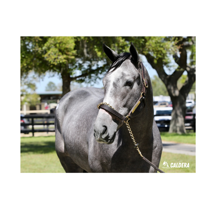 Caldera Portrait Photo – MyRacehorse Shop