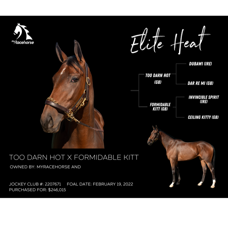 Elite Heat Owner Photo – MyRacehorse Shop