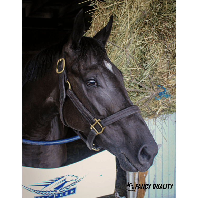 Fancy Quality Candid Stall Photo – MyRacehorse Shop