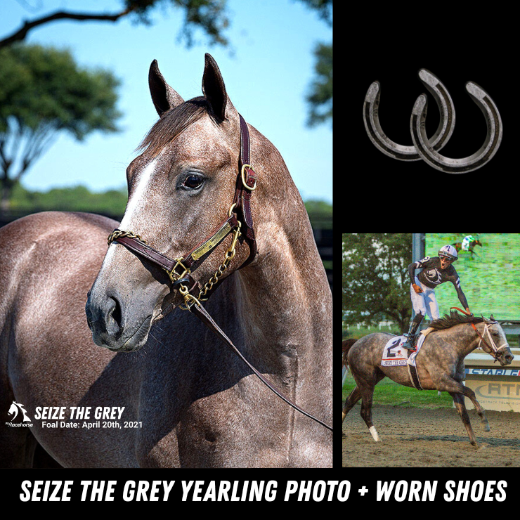 Seize the Grey Yearling Photo + Worn Shoes – MyRacehorse Shop