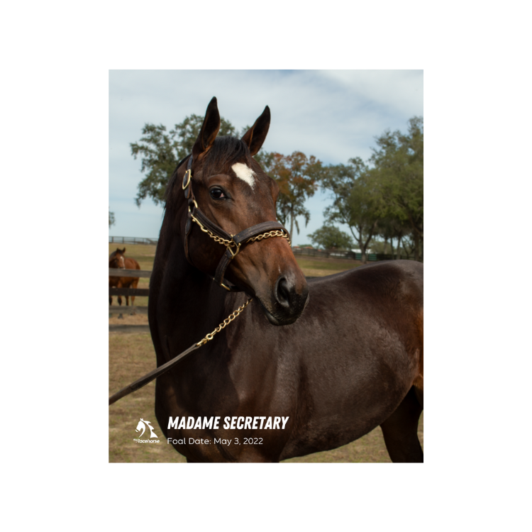 Madame Secretary Portrait Photo – MyRacehorse Shop