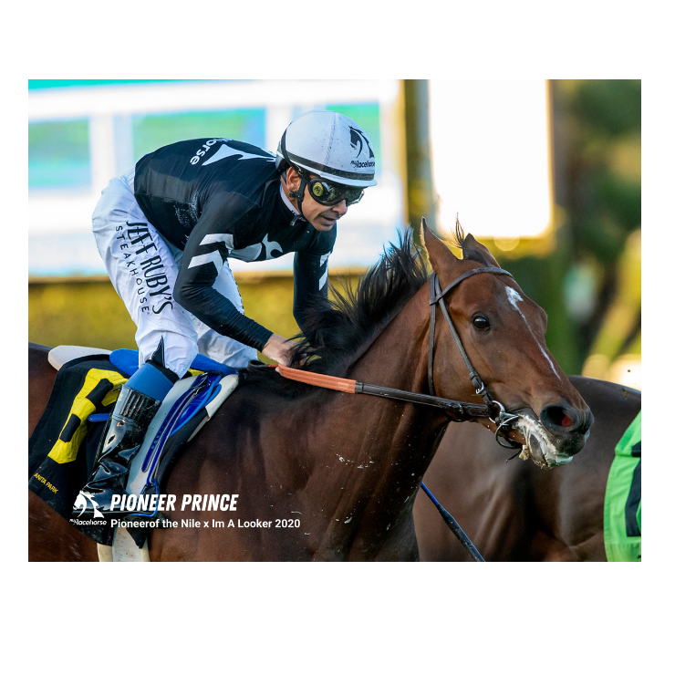 Pioneer Prince Action Photo – MyRacehorse Shop