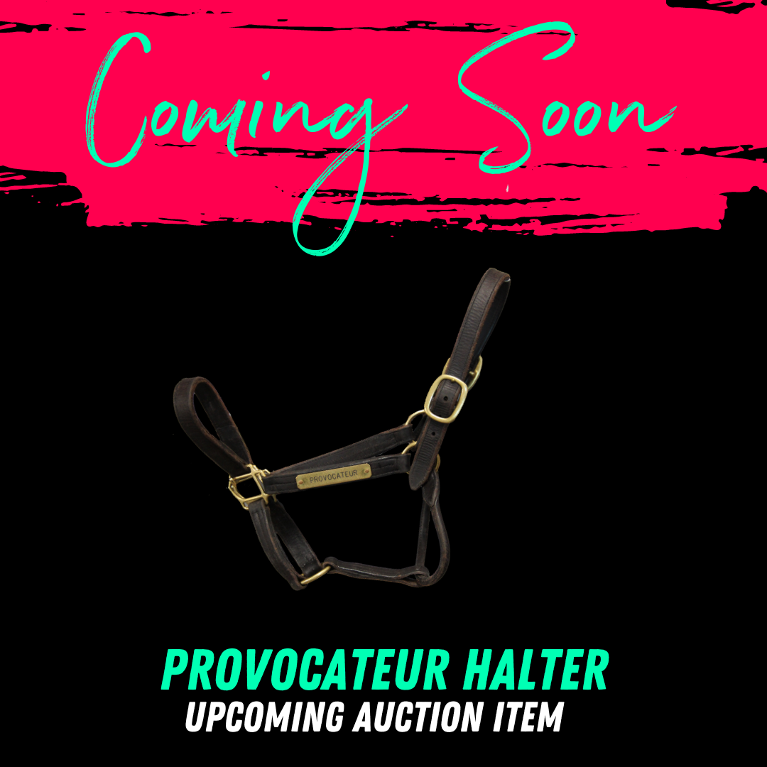 Authentic Provocateur Halter – MyRacehorse Shop