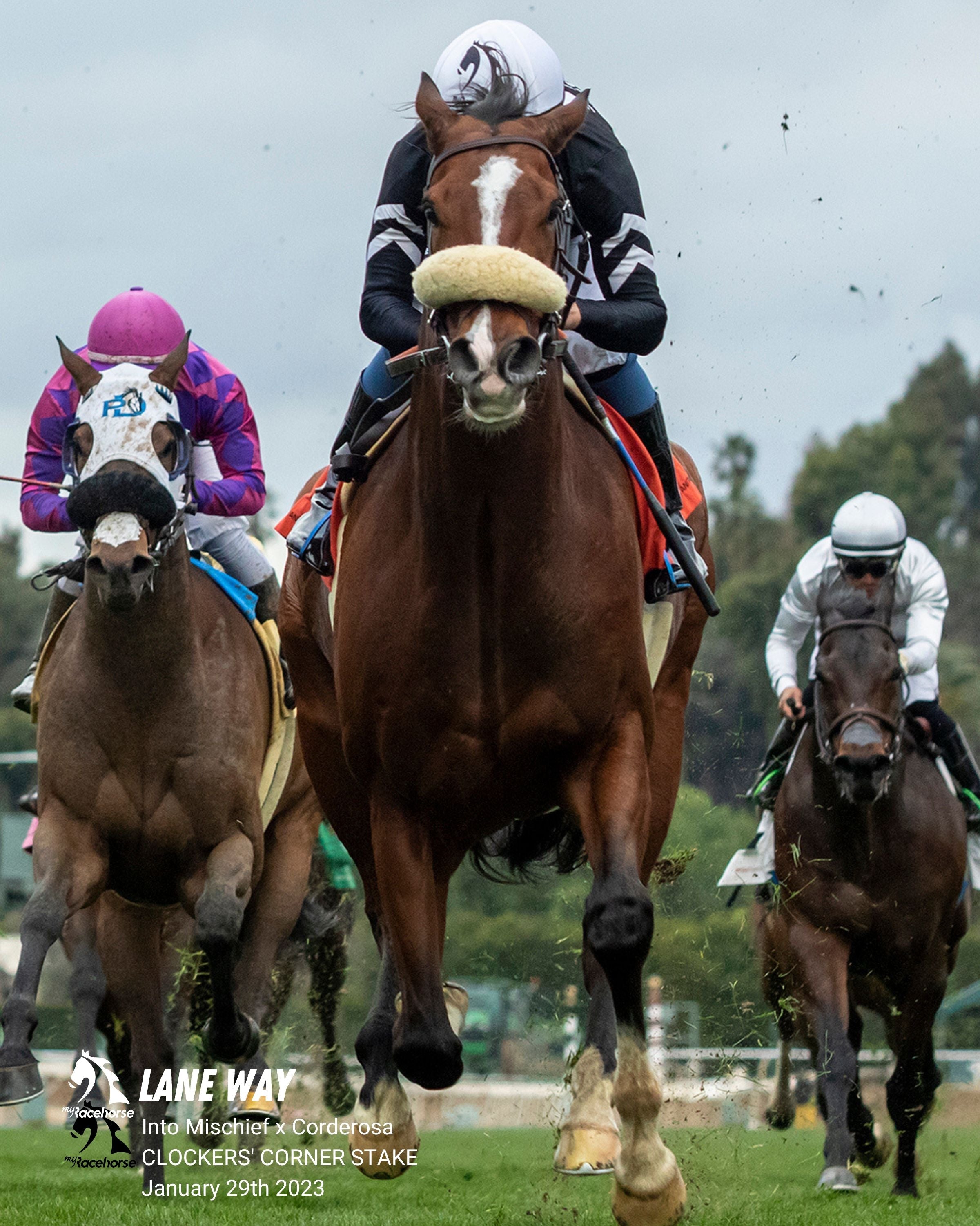 Lane Way Clocker's Corner Stakes Head on Photo – MyRacehorse Shop