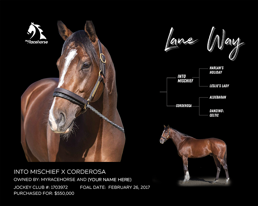 Lane Way Owner Photo – MyRacehorse Shop