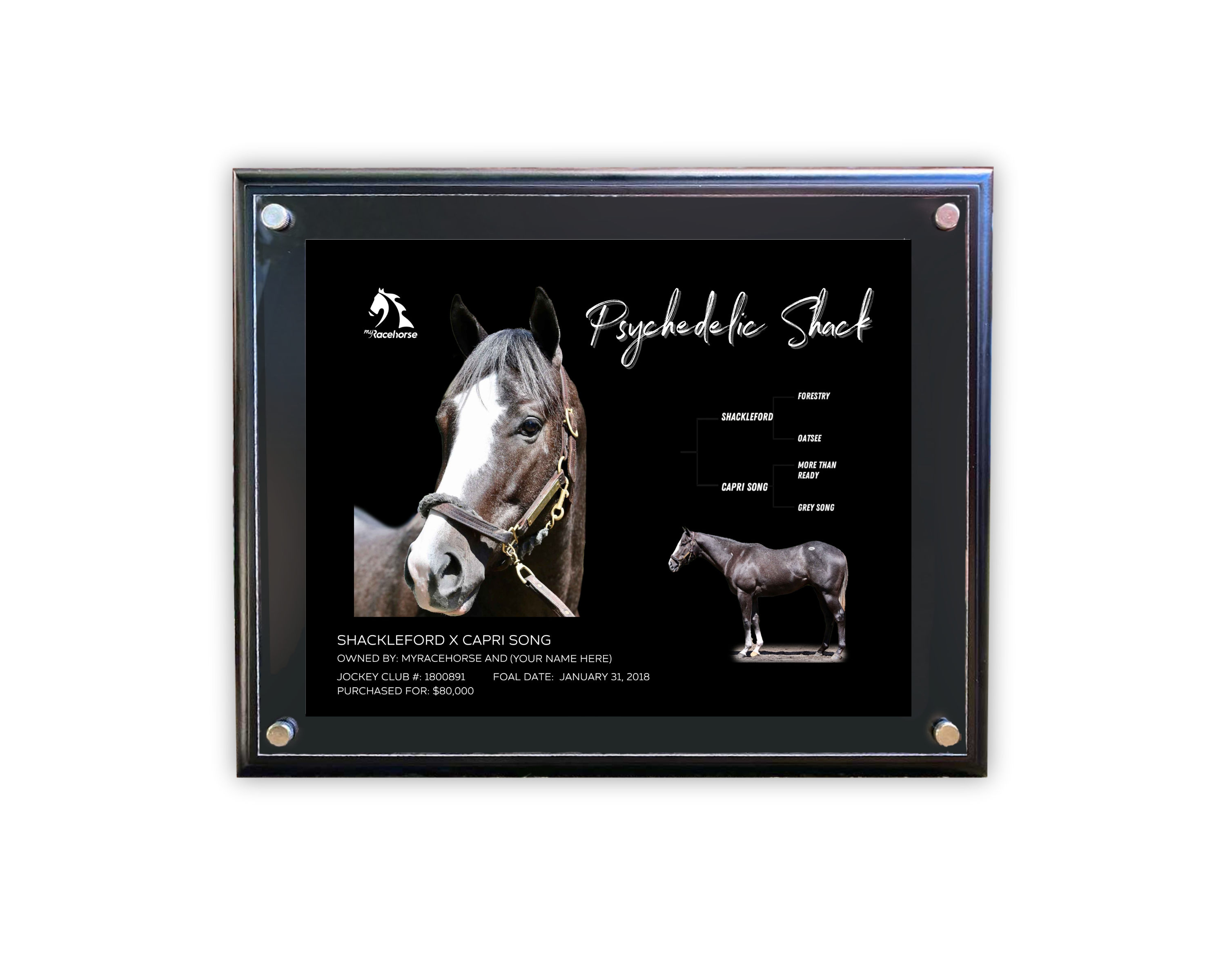 Psychedelic Shack Owner Photo – MyRacehorse Shop