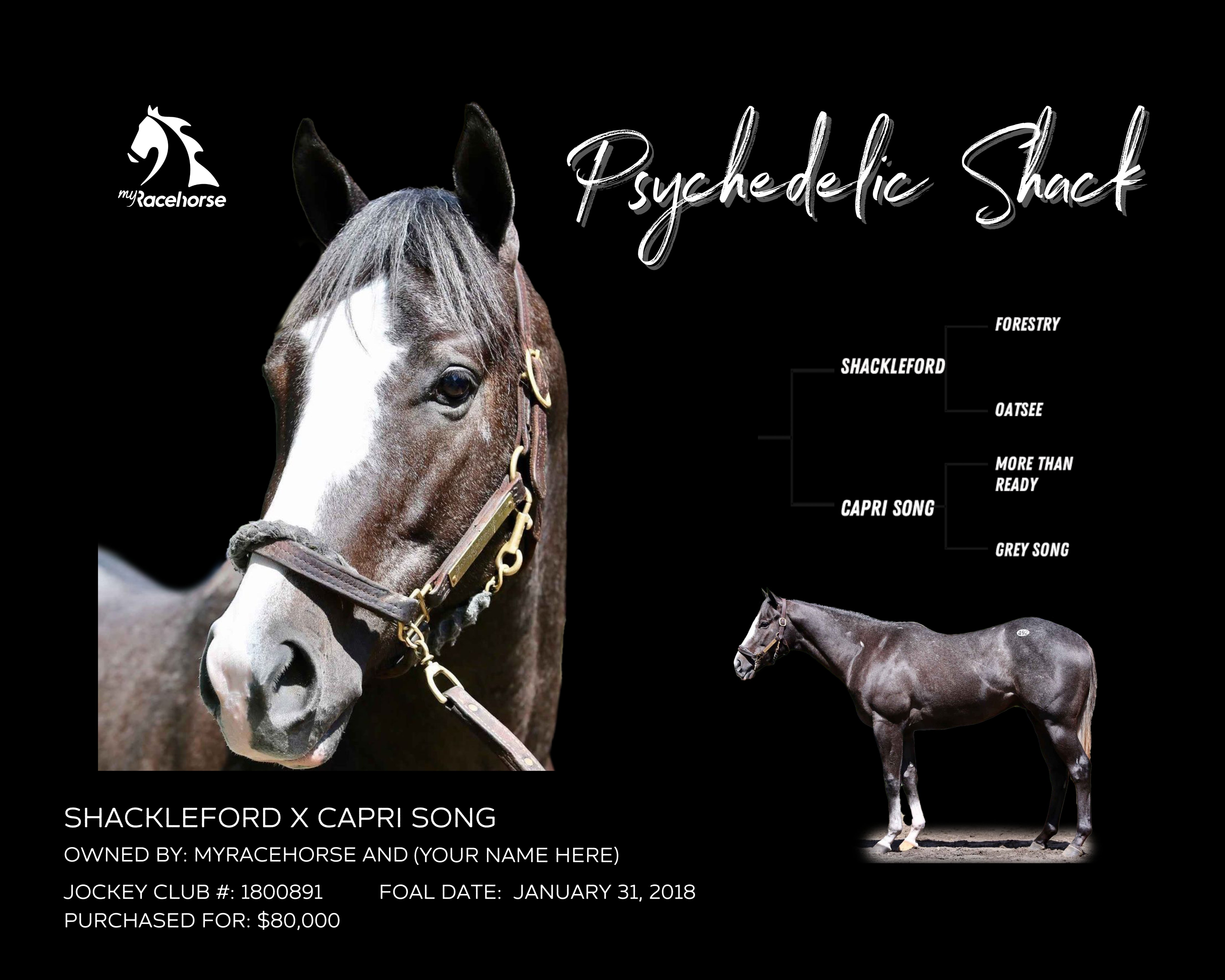 Psychedelic Shack Owner Photo – MyRacehorse Shop