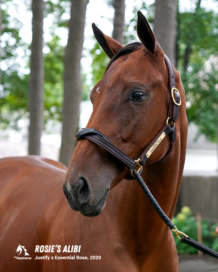 Rosie's Alibi Photo - Photo – MyRacehorse Shop