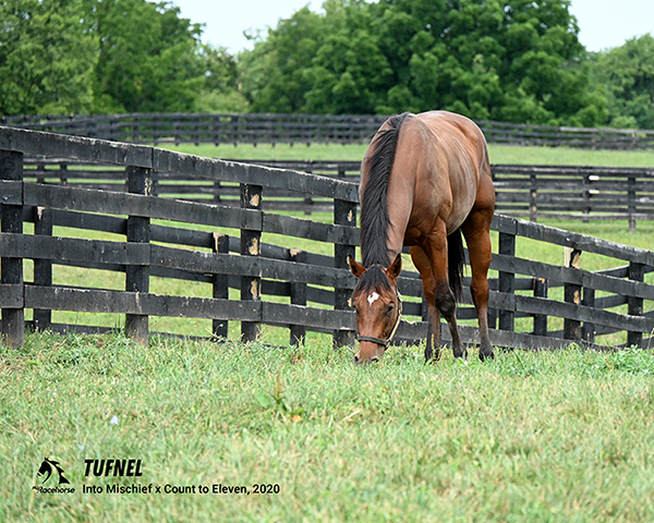 Tufnel Photo - Candid Snapshot – MyRacehorse Shop